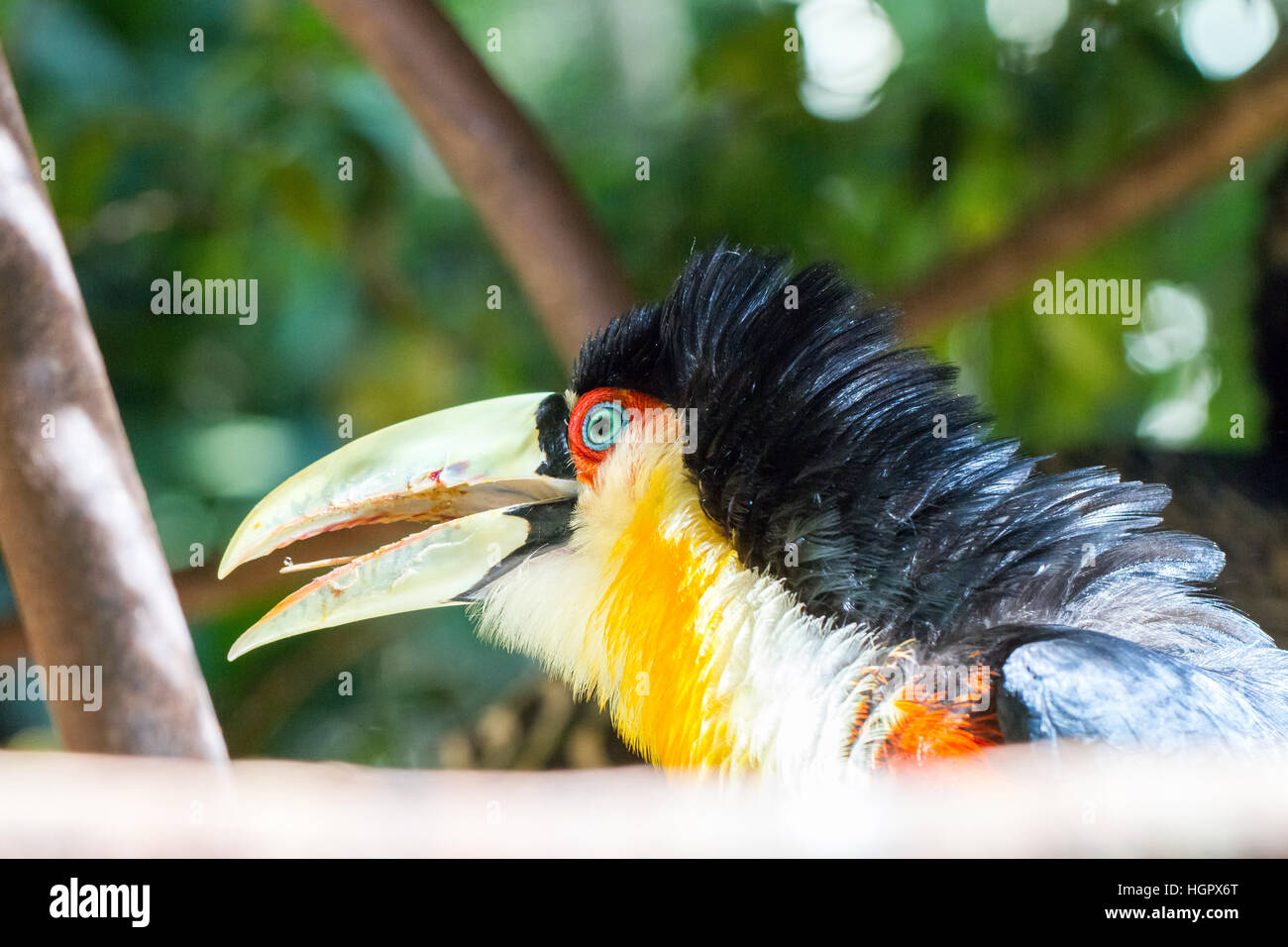 Close-up of the toucan in the Iguazu Waterfall National Park Stock ...