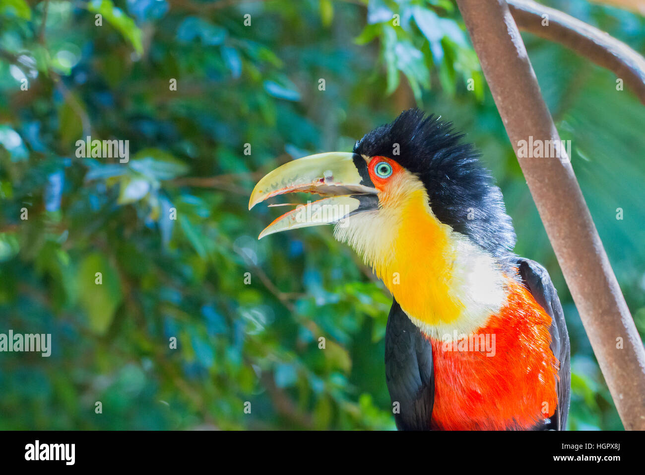 Close-up of the toucan in the Iguazu Waterfall National Park Stock ...