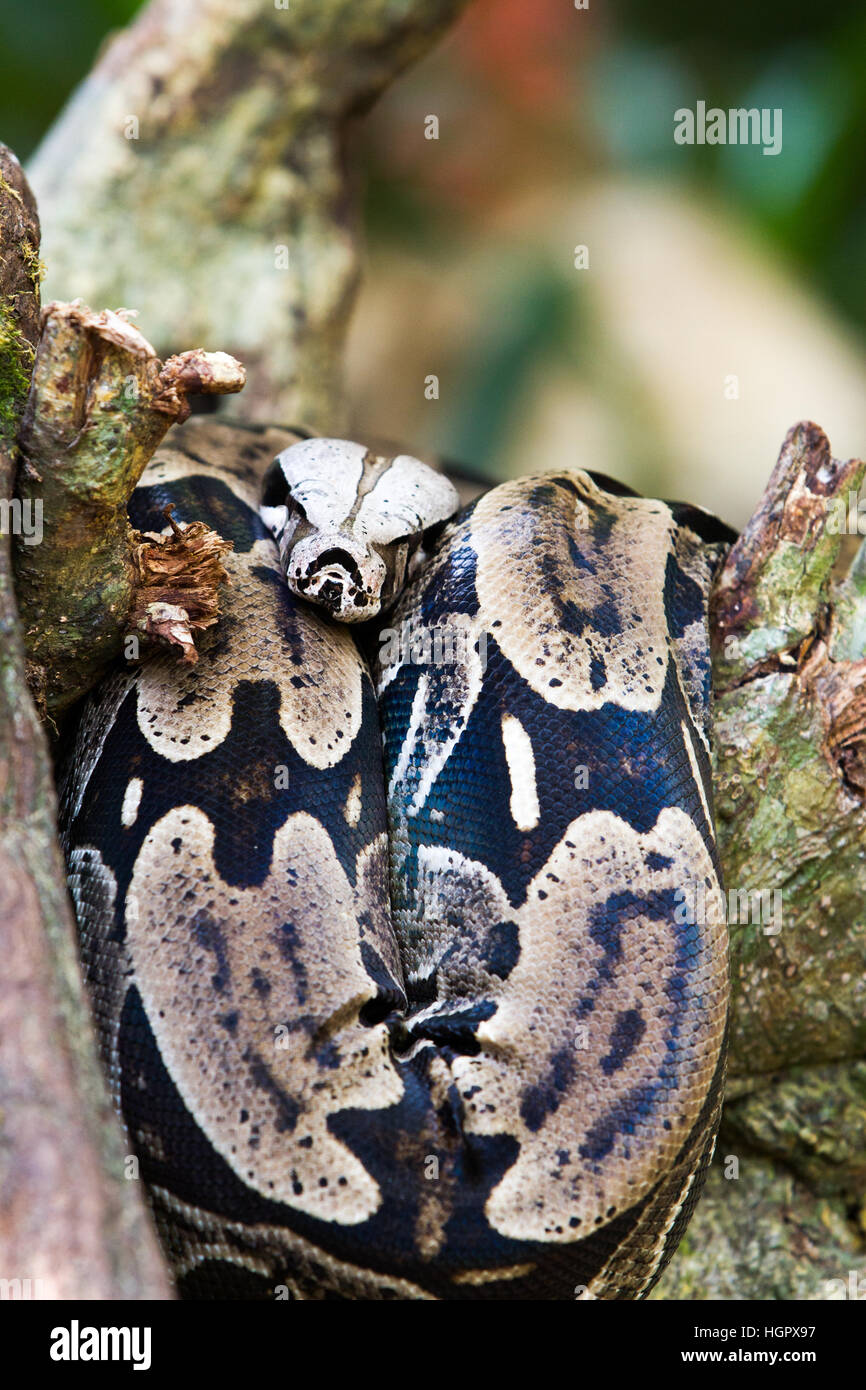 Close-up of grey and beige snake at the Iguazu Waterfalls National Park ...