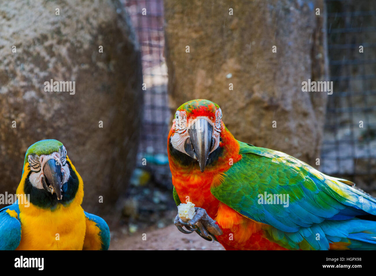 The green-winged macaw at Iguazu falls, Brazil - also known as the red ...