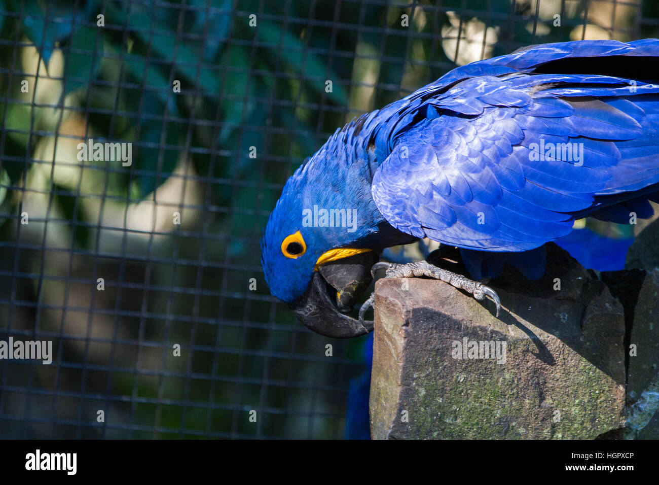 The hyacinth macaw, or hyacinthine macaw, parrot native to central and ...