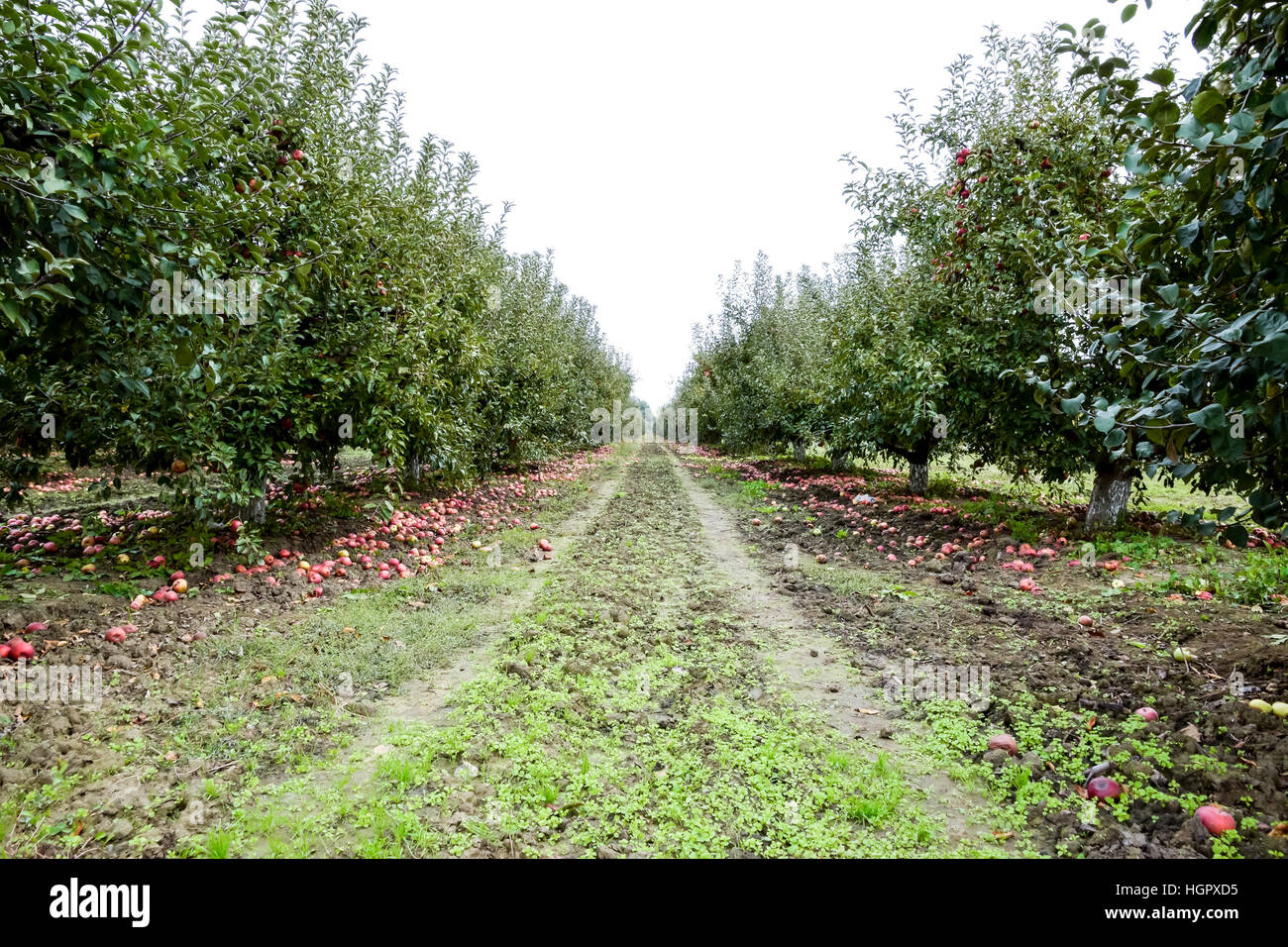 Apple orchard. Rows of trees and the fruit of the ground under the ...