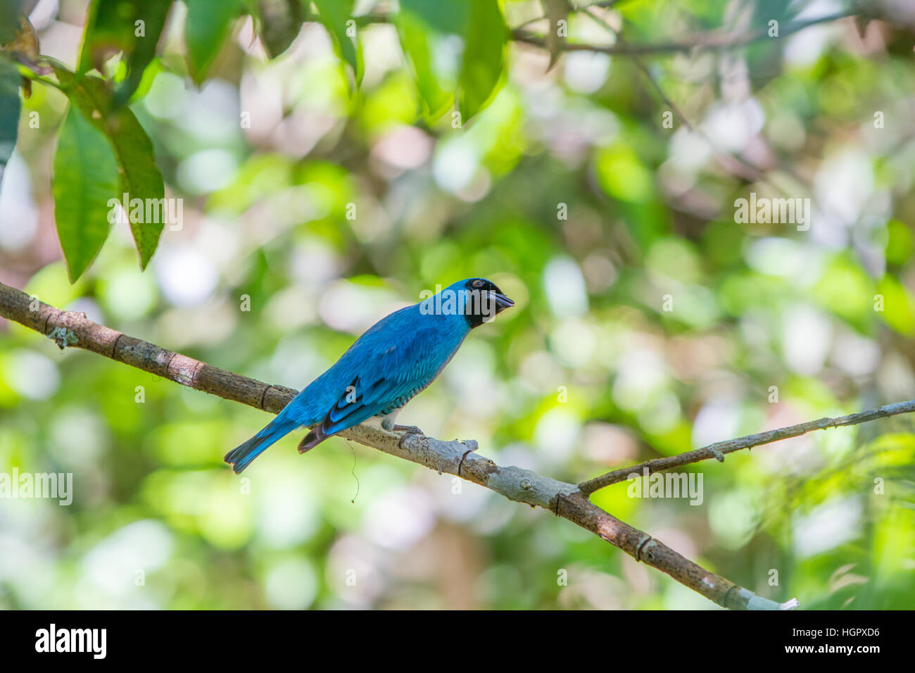 The blue dacnis (Dacnis cayana) or turquoise honeycreeper at the Iguazu ...