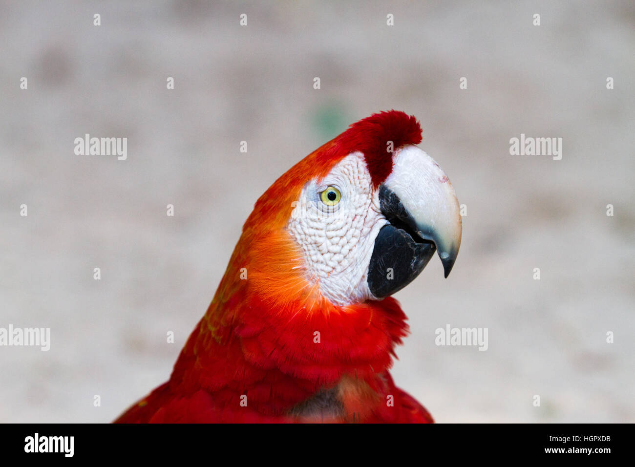 The green-winged macaw at Iguazu falls, Brazil - also known as the red-and-green macaw - large ...