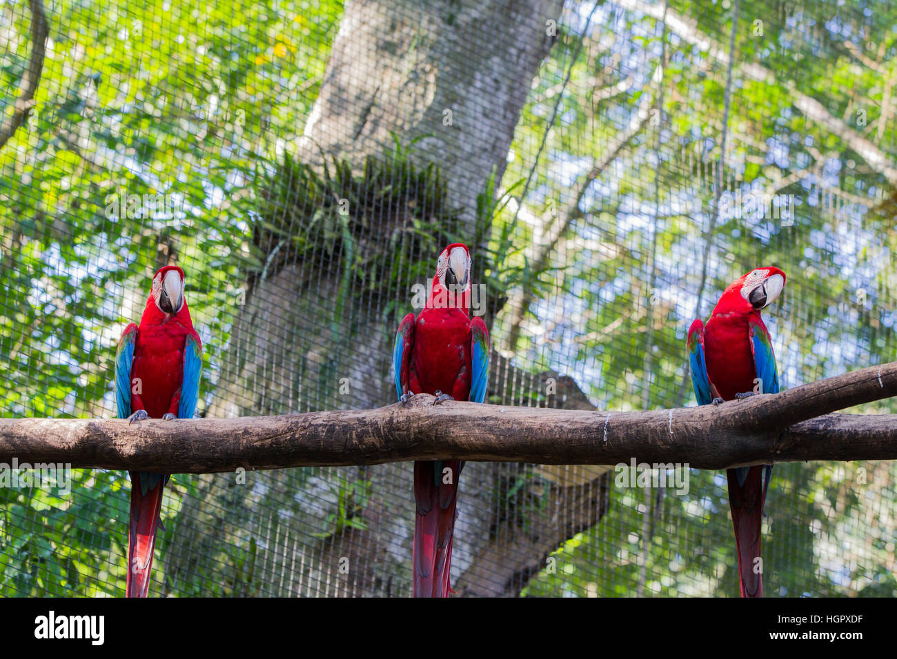 The green-winged macaw at Iguazu falls, Brazil - also known as the red-and-green macaw - large ...