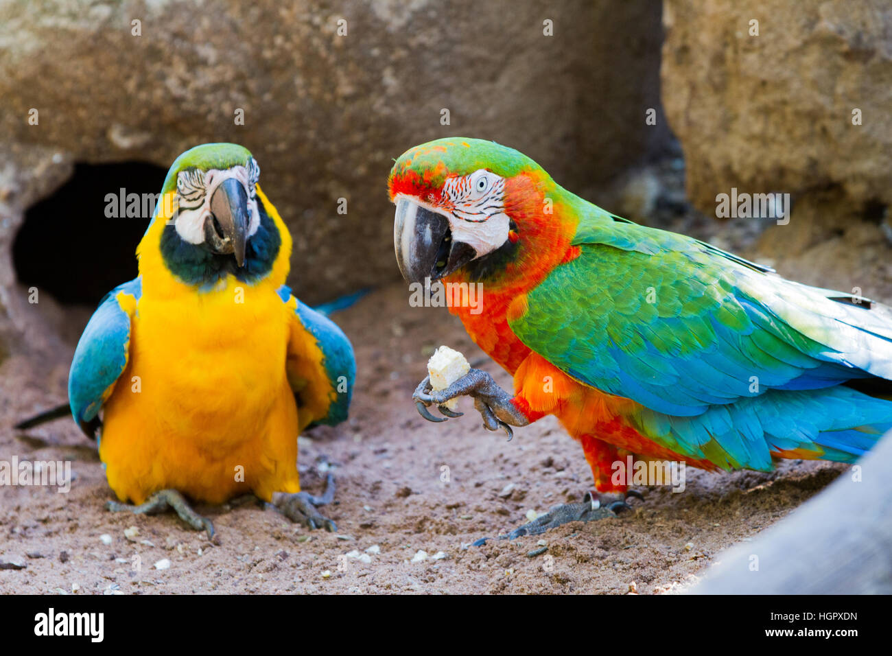 The green-winged macaw at Iguazu falls, Brazil - also known as the red-and-green macaw and blue ...
