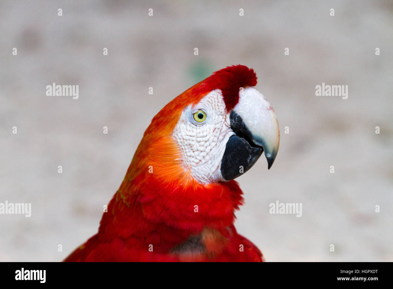 The green-winged macaw at Iguazu falls, Brazil - also known as the red-and-green macaw - large ...