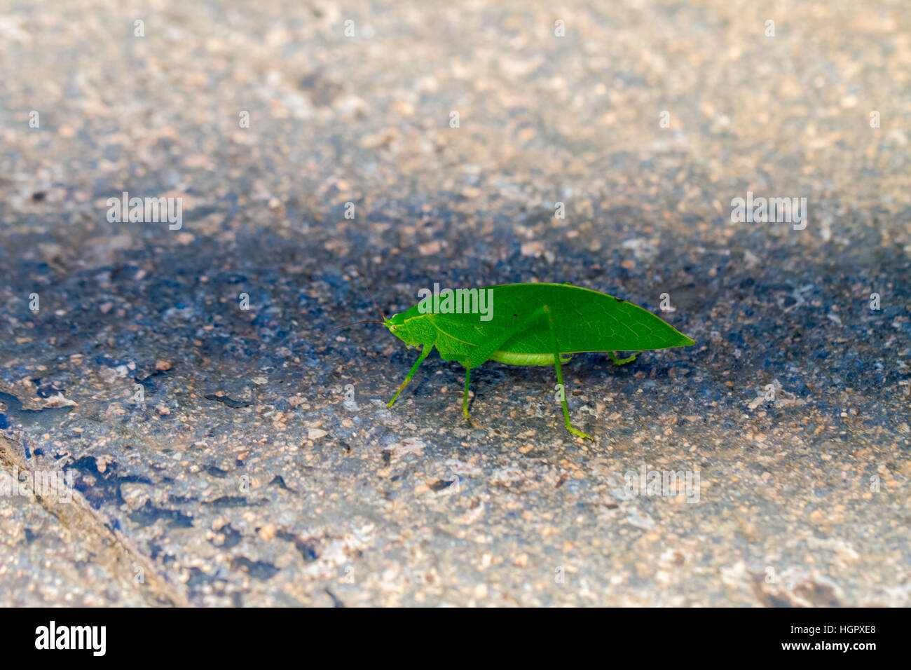 Close-up of green katydids on the wall Stock Photo - Alamy