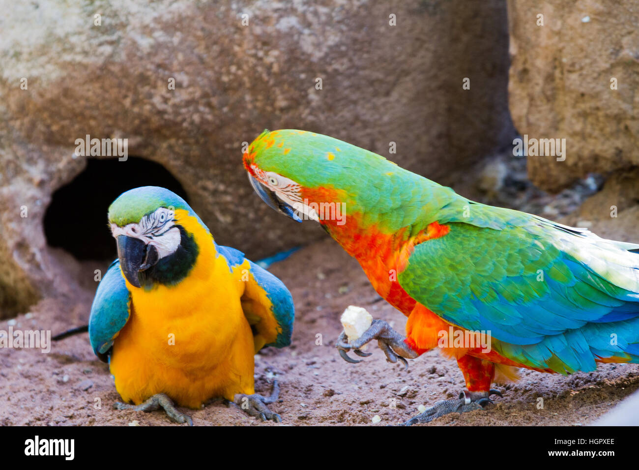 The green-winged macaw at Iguazu falls, Brazil - also known as the red-and-green macaw and blue ...