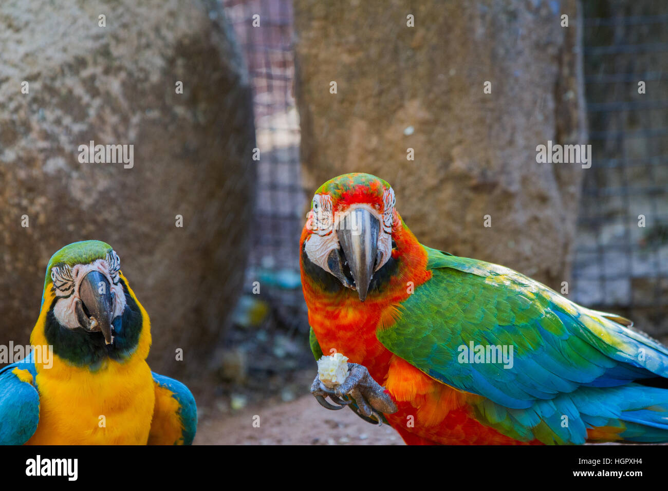 The green-winged macaw at Iguazu falls, Brazil - also known as the red-and-green macaw and blue ...
