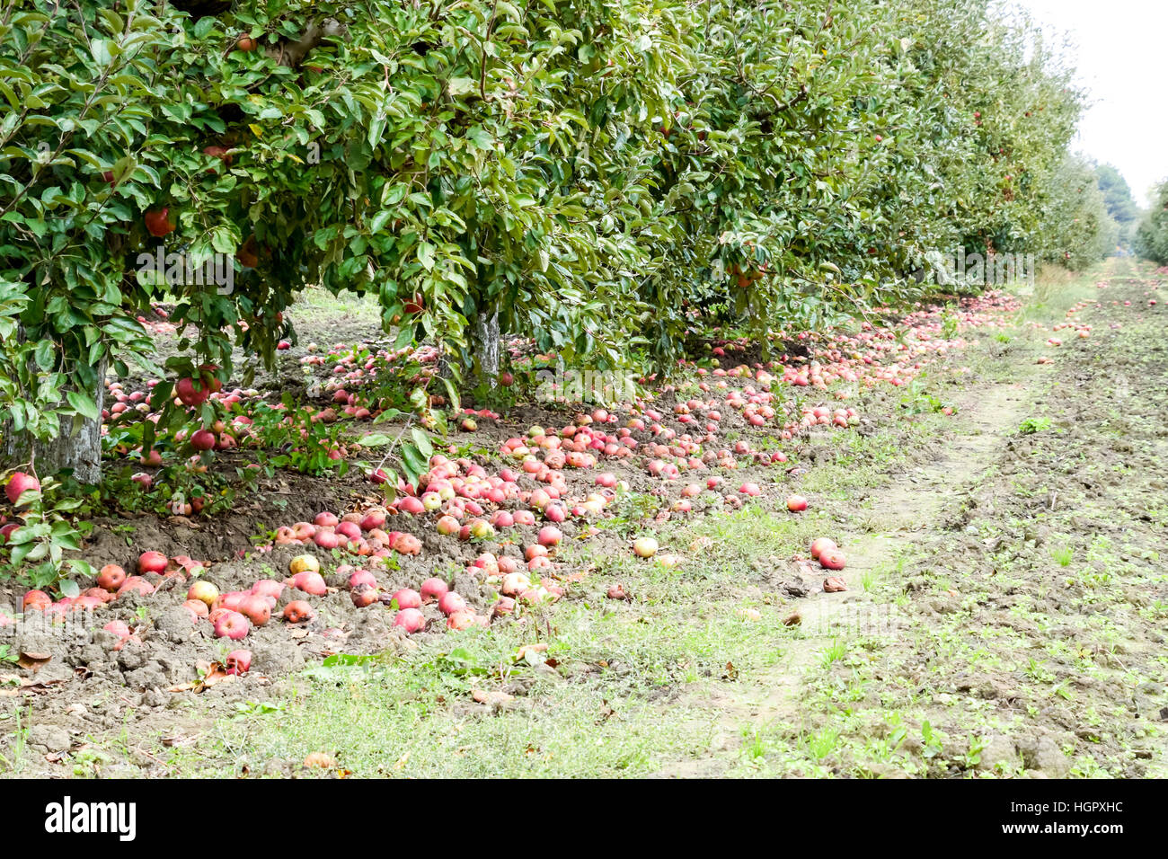 Apple orchard. Rows of trees and the fruit of the ground under the ...