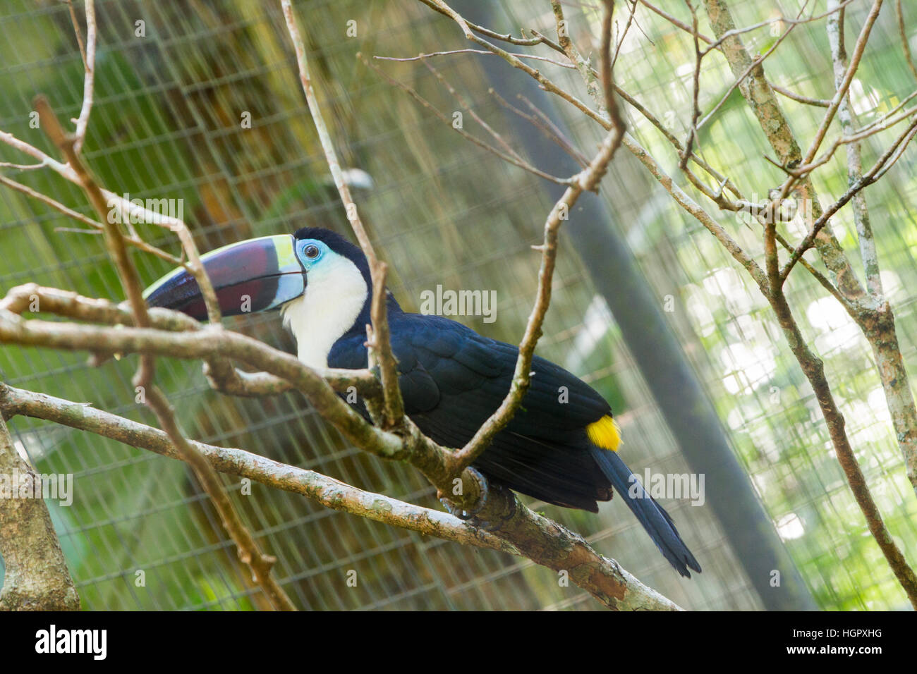 Close-up of the toucan in the Iguazu Waterfall National Park Stock ...