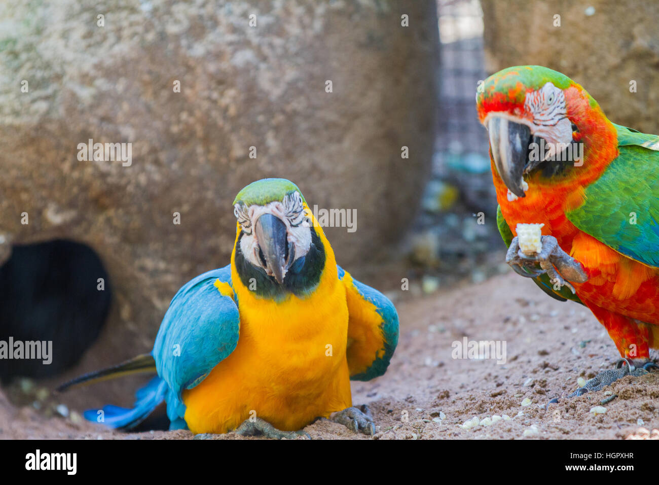 The green-winged macaw at Iguazu falls, Brazil - also known as the red-and-green macaw and blue ...