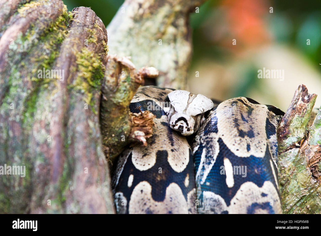 Close-up of grey and beige snake at the Iguazu Waterfalls National Park ...