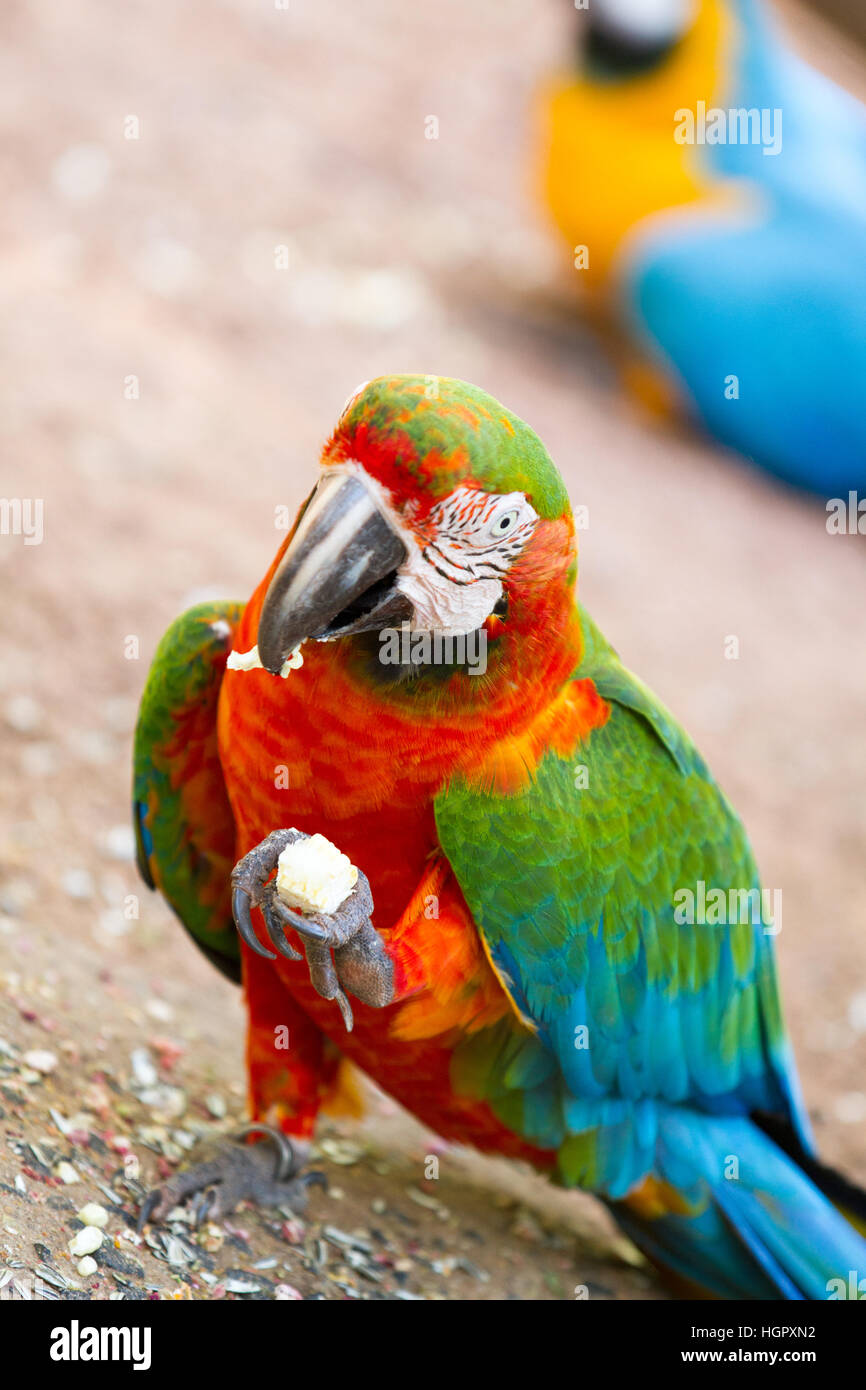 The green-winged macaw at Iguazu falls, Brazil - also known as the red-and-green macaw - large ...