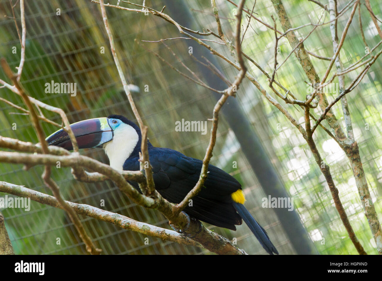 Close-up of the toucan in the Iguazu Waterfall National Park Stock ...