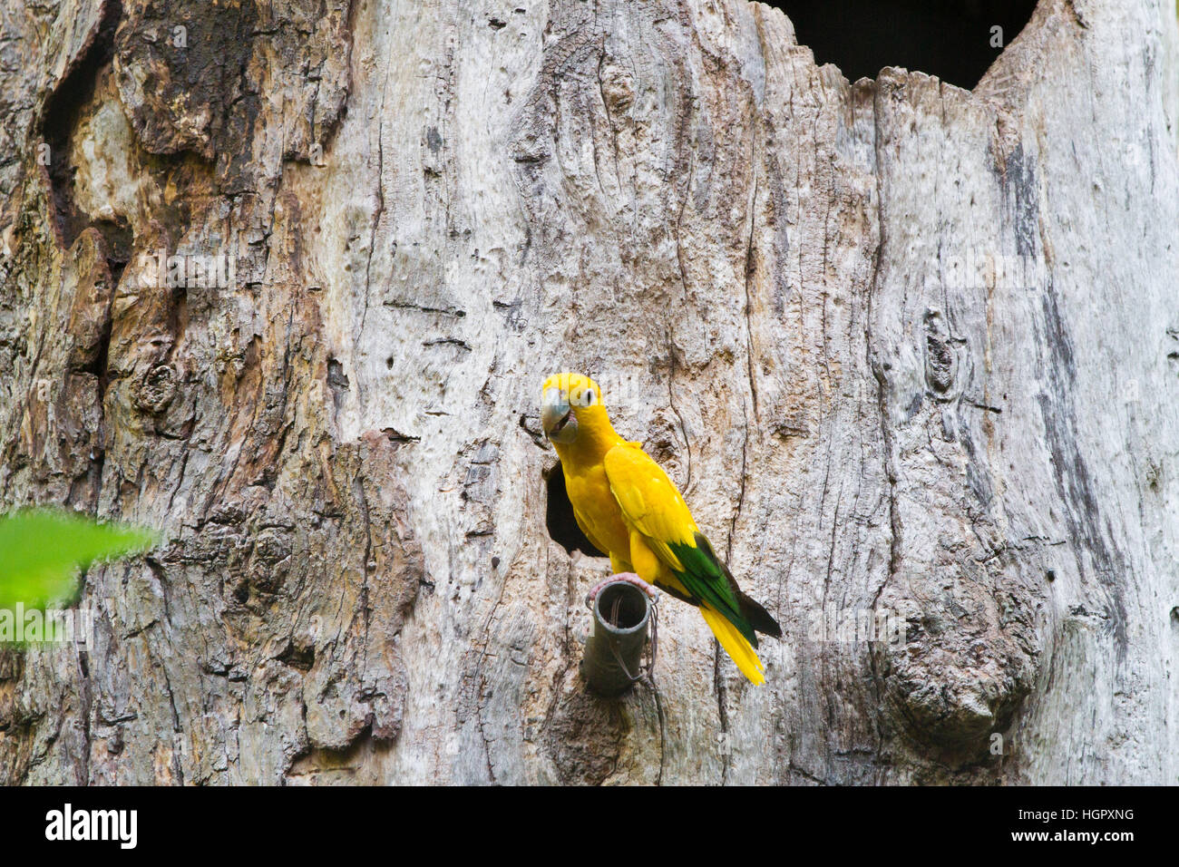 The golden parakeet or golden conure (Guaruba guarouba), yellow parrot ...