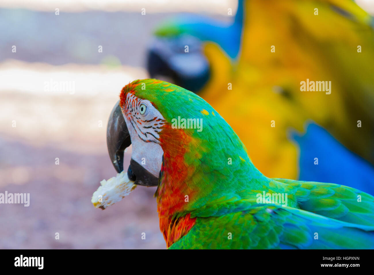 The green-winged macaw at Iguazu falls, Brazil - also known as the red-and-green macaw - large ...