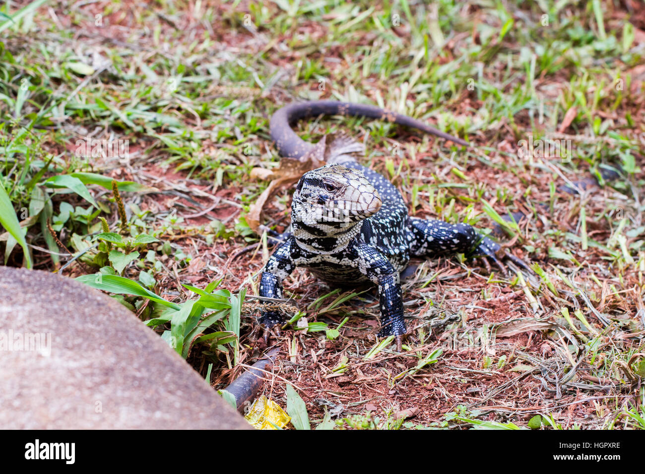 Close-up of a grey lizard at the Iguazu Waterfall National Park Stock ...