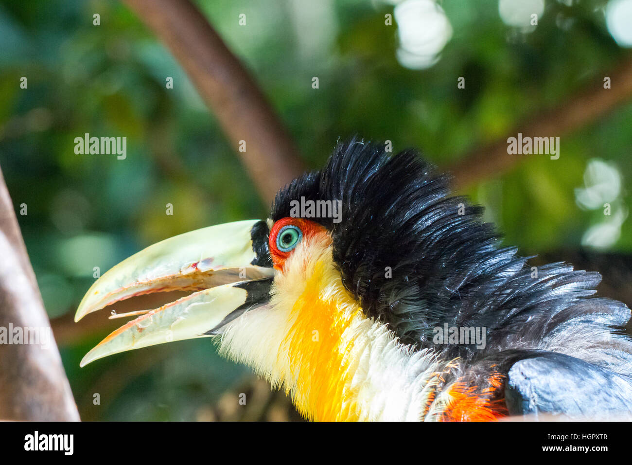 Close-up of the toucan in the Iguazu Waterfall National Park Stock ...