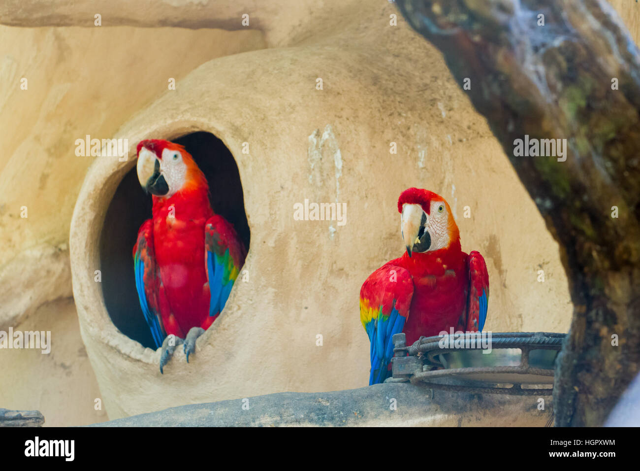 The green-winged macaw at Iguazu falls, Brazil - also known as the red-and-green macaw - large ...