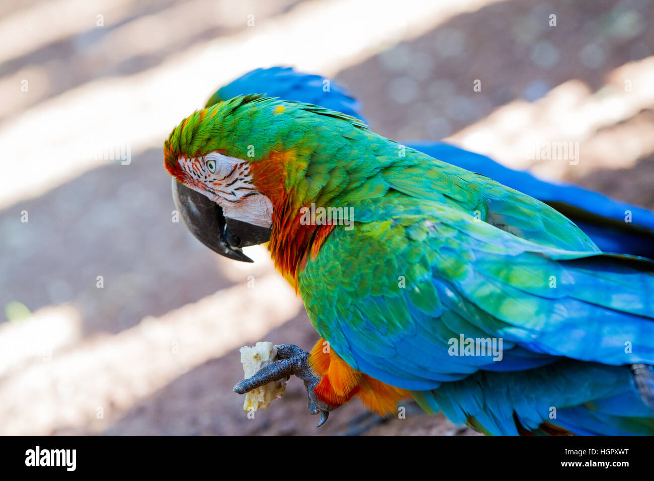 The green-winged macaw at Iguazu falls, Brazil - also known as the red-and-green macaw - large ...
