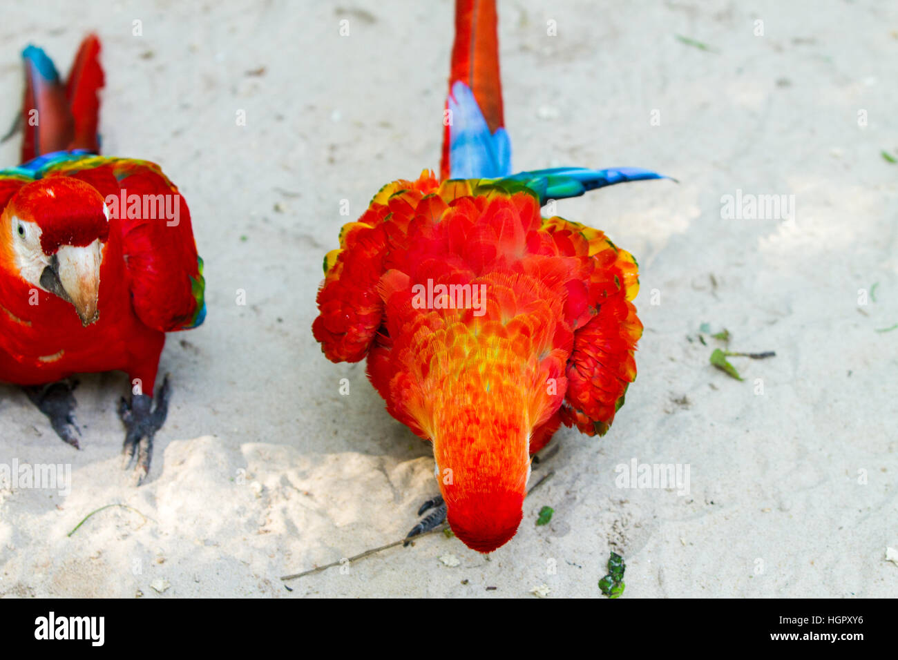 The green-winged macaw at Iguazu falls, Brazil - also known as the red-and-green macaw - large ...