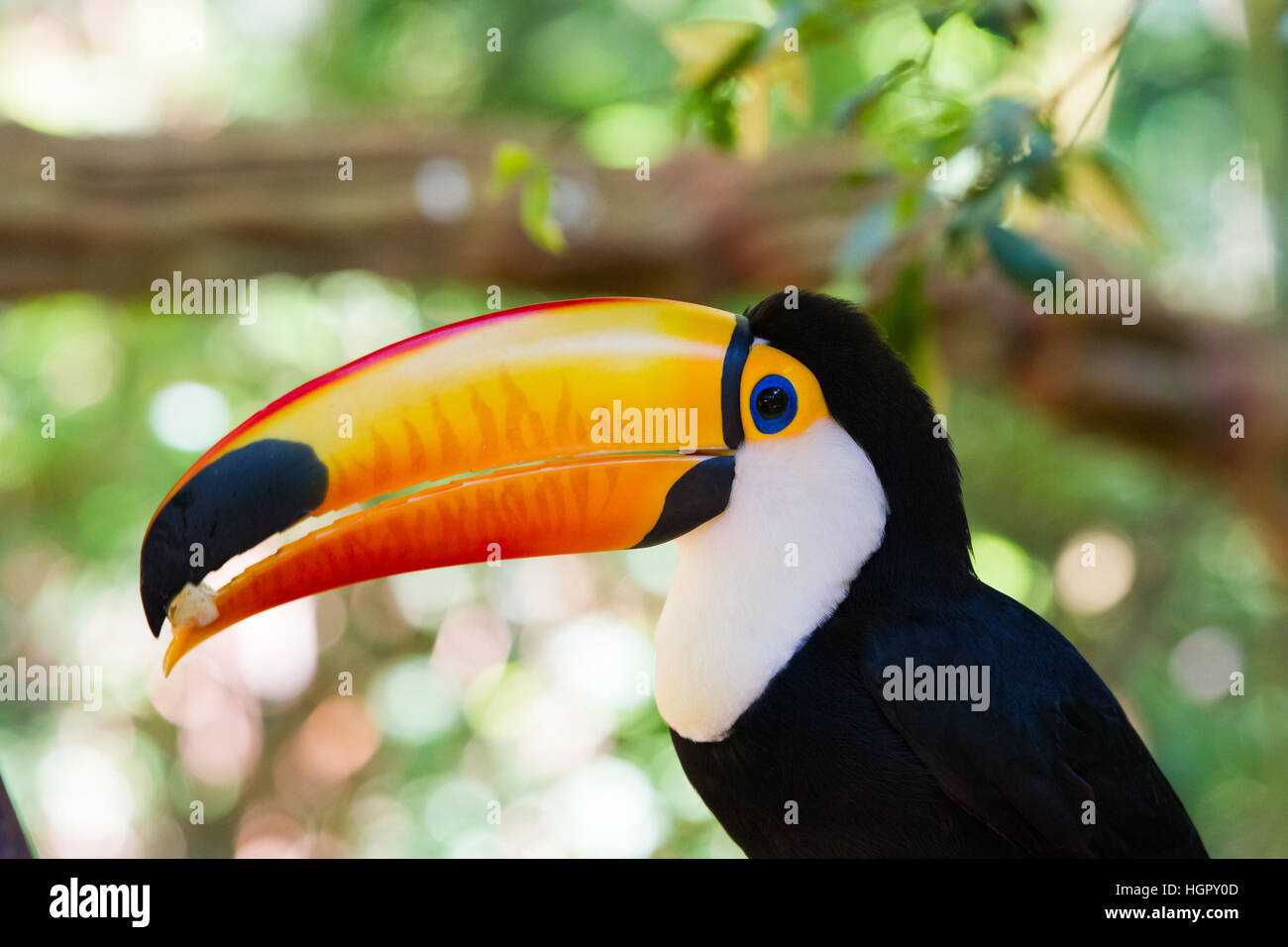Close-up of the toco toucan Ramphastos toco Stock Photo - Alamy