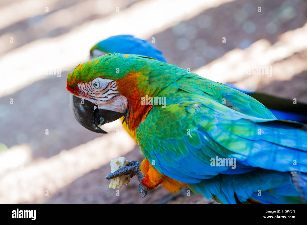 The green-winged macaw at Iguazu falls, Brazil - also known as the red-and-green macaw - large ...