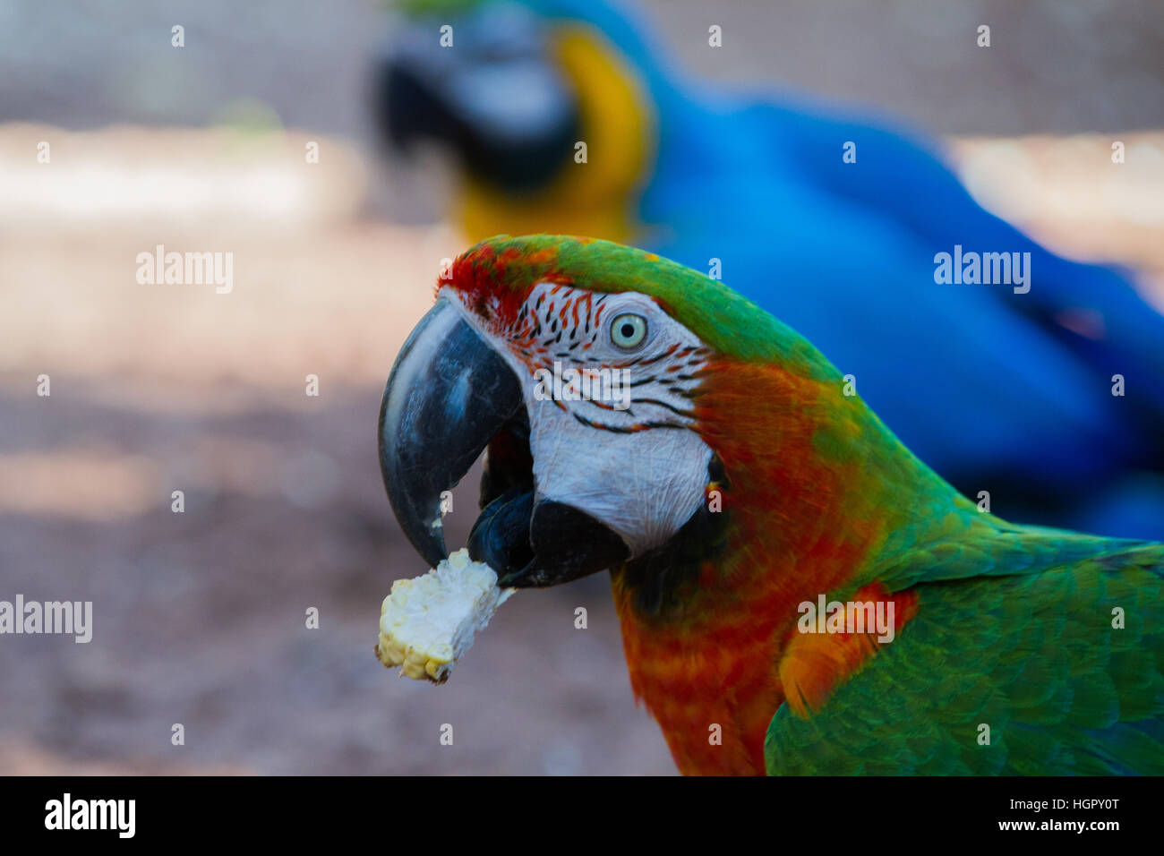 The green-winged macaw at Iguazu falls, Brazil - also known as the red-and-green macaw - large ...