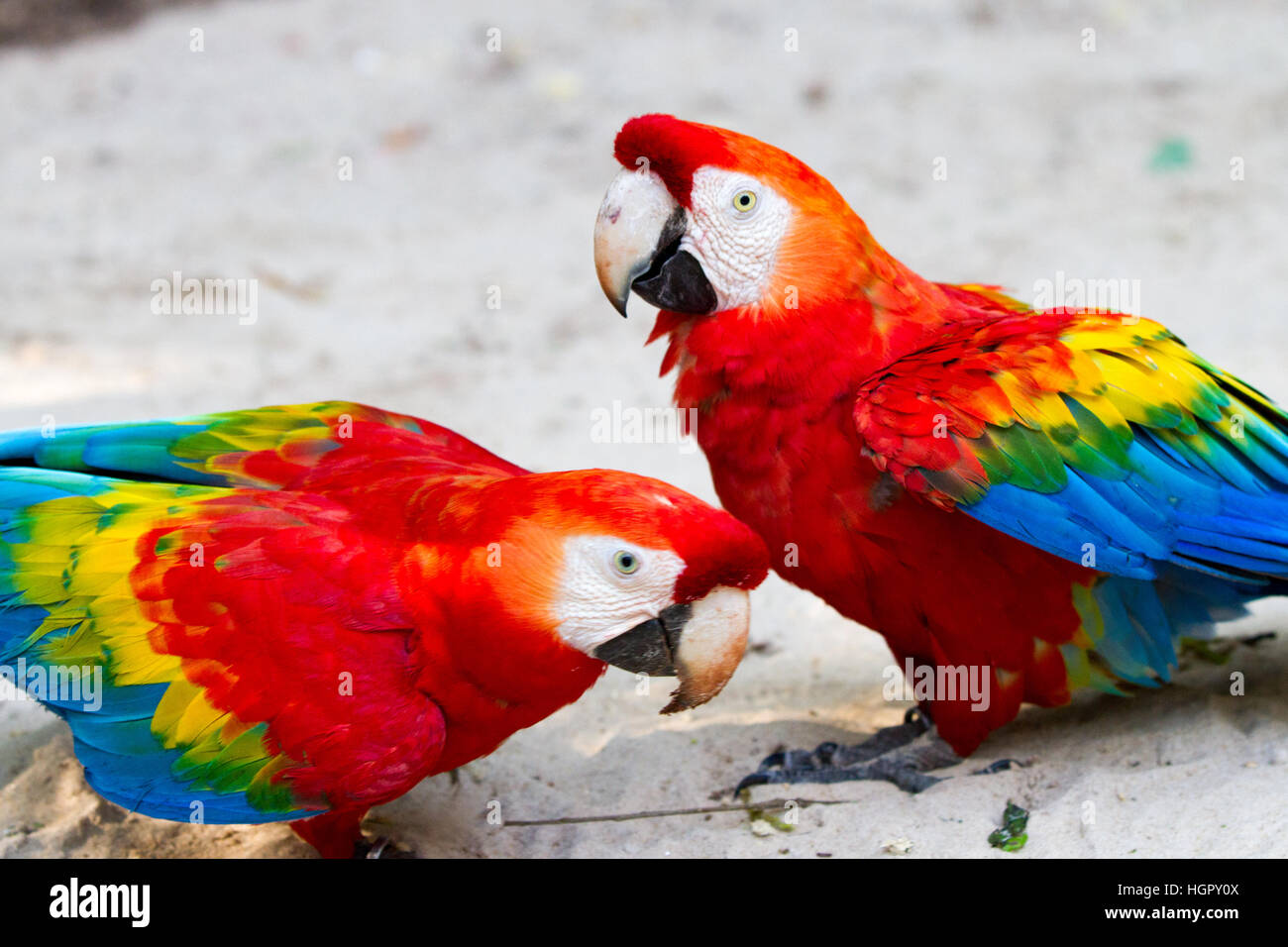 The green-winged macaw at Iguazu falls, Brazil - also known as the red-and-green macaw - large ...