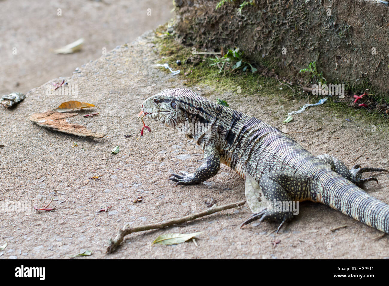 Close-up of a grey lizard at the Iguazu Waterfall National Park Stock ...