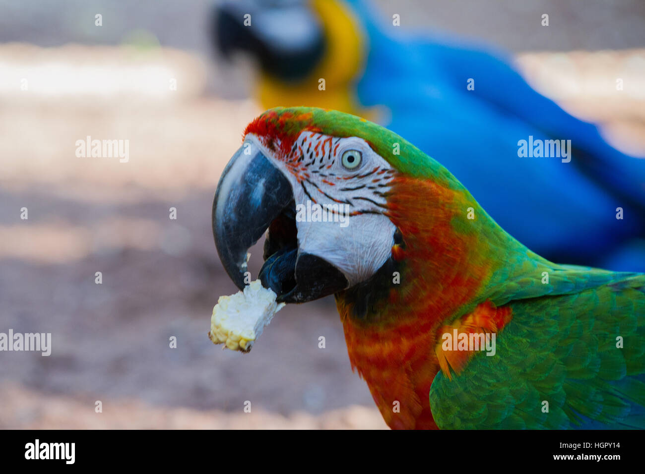 The green-winged macaw at Iguazu falls, Brazil - also known as the red-and-green macaw - large ...