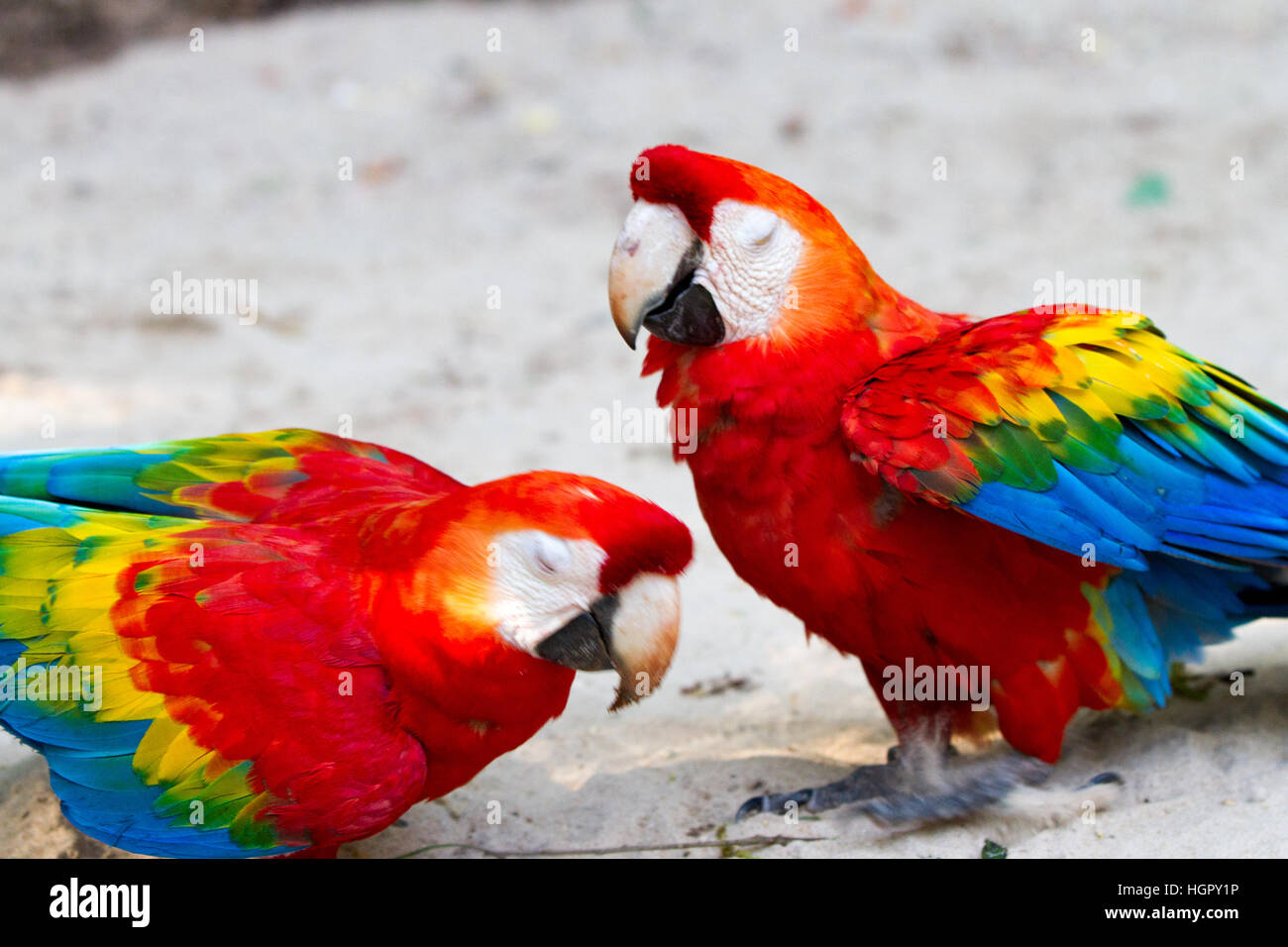 The green-winged macaw at Iguazu falls, Brazil - also known as the red-and-green macaw - large ...