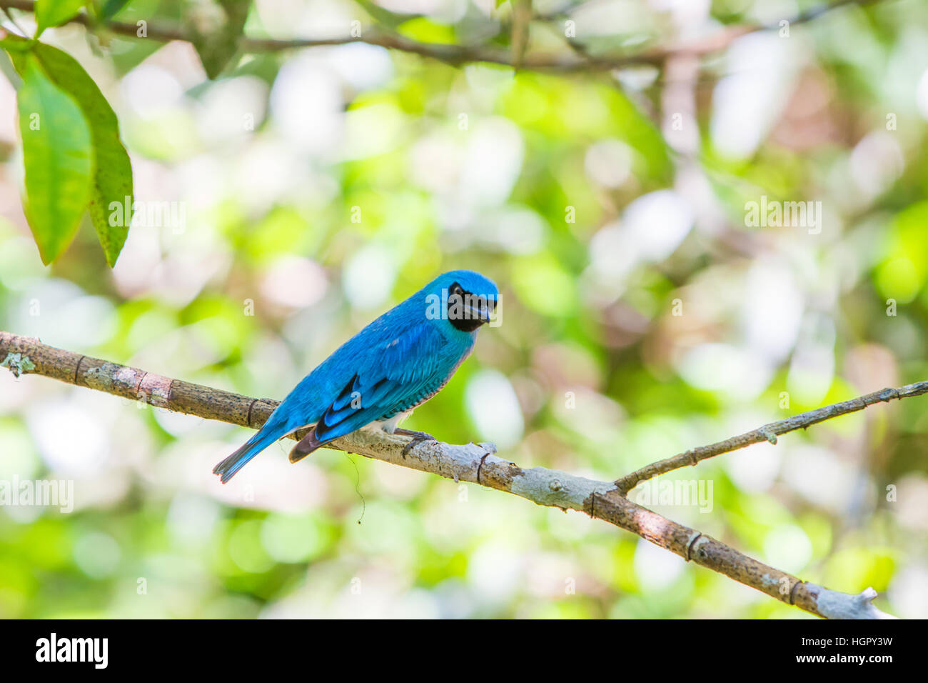 The blue dacnis (Dacnis cayana) or turquoise honeycreeper at the Iguazu ...