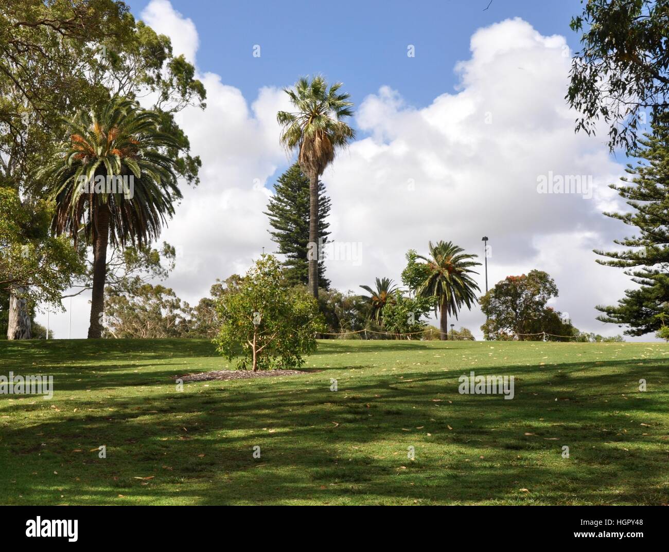 Tropical palm trees and native trees in the manicured botanic gardens ...