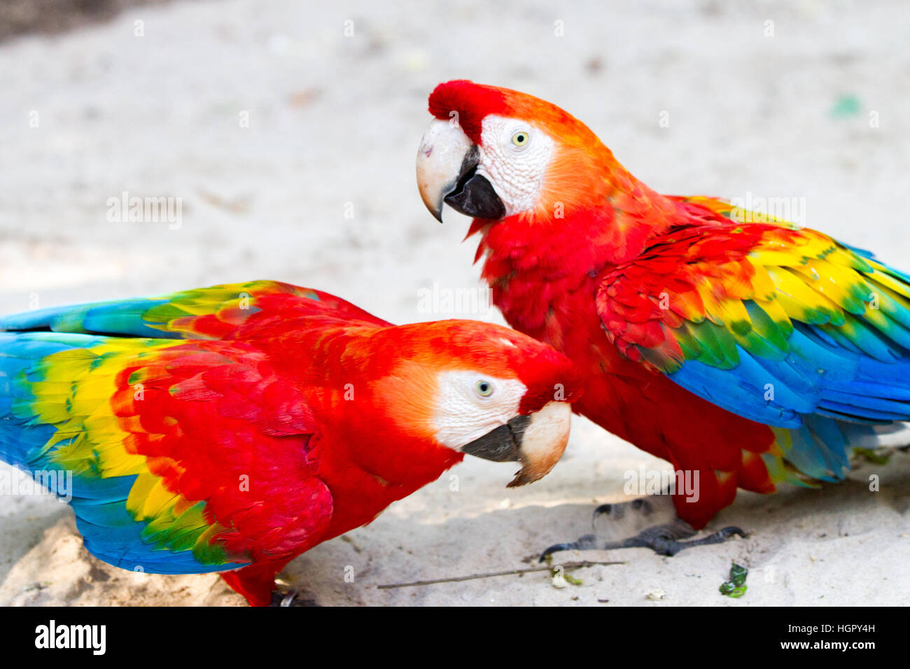 The green-winged macaw at Iguazu falls, Brazil - also known as the red-and-green macaw - large ...