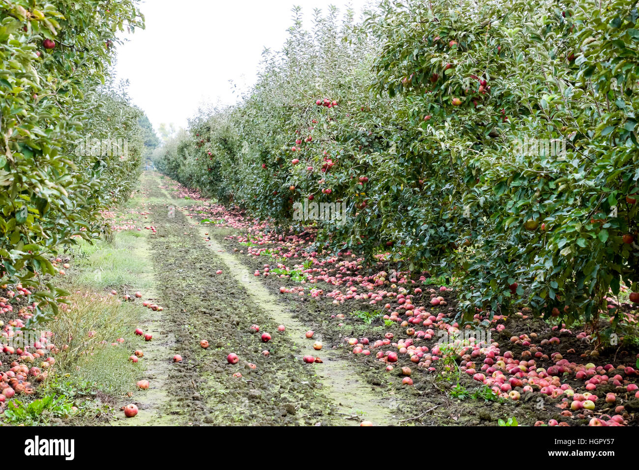 Apple orchard. Rows of trees and the fruit of the ground under the ...