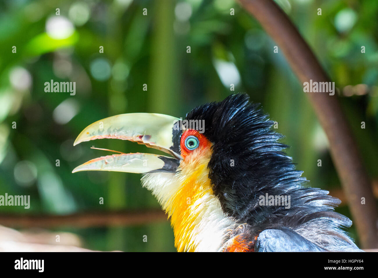 Close-up of the toucan in the Iguazu Waterfall National Park Stock ...