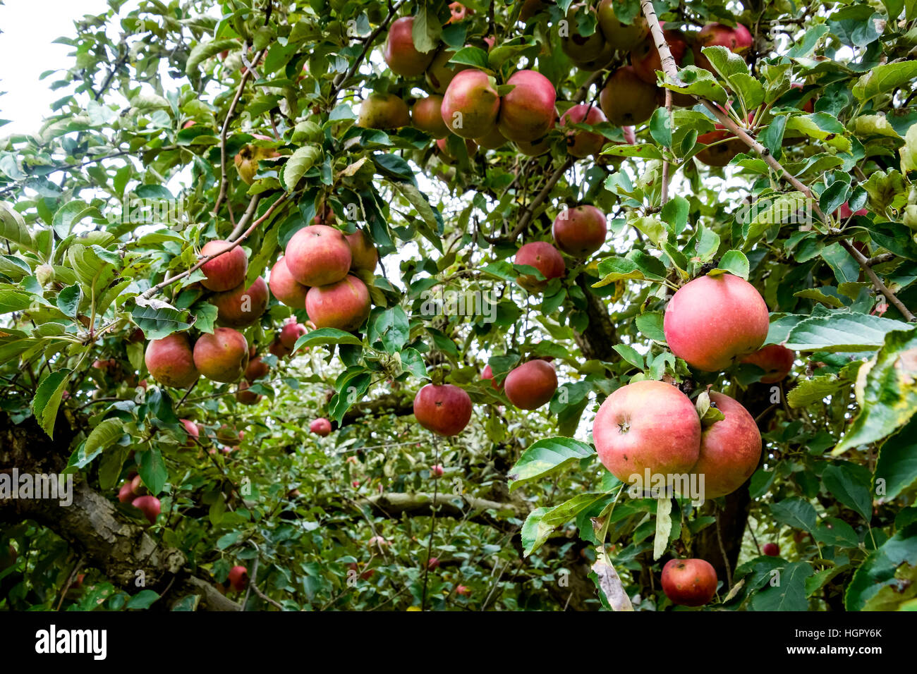 Apple orchard. Rows of trees and the fruit of the ground under the ...