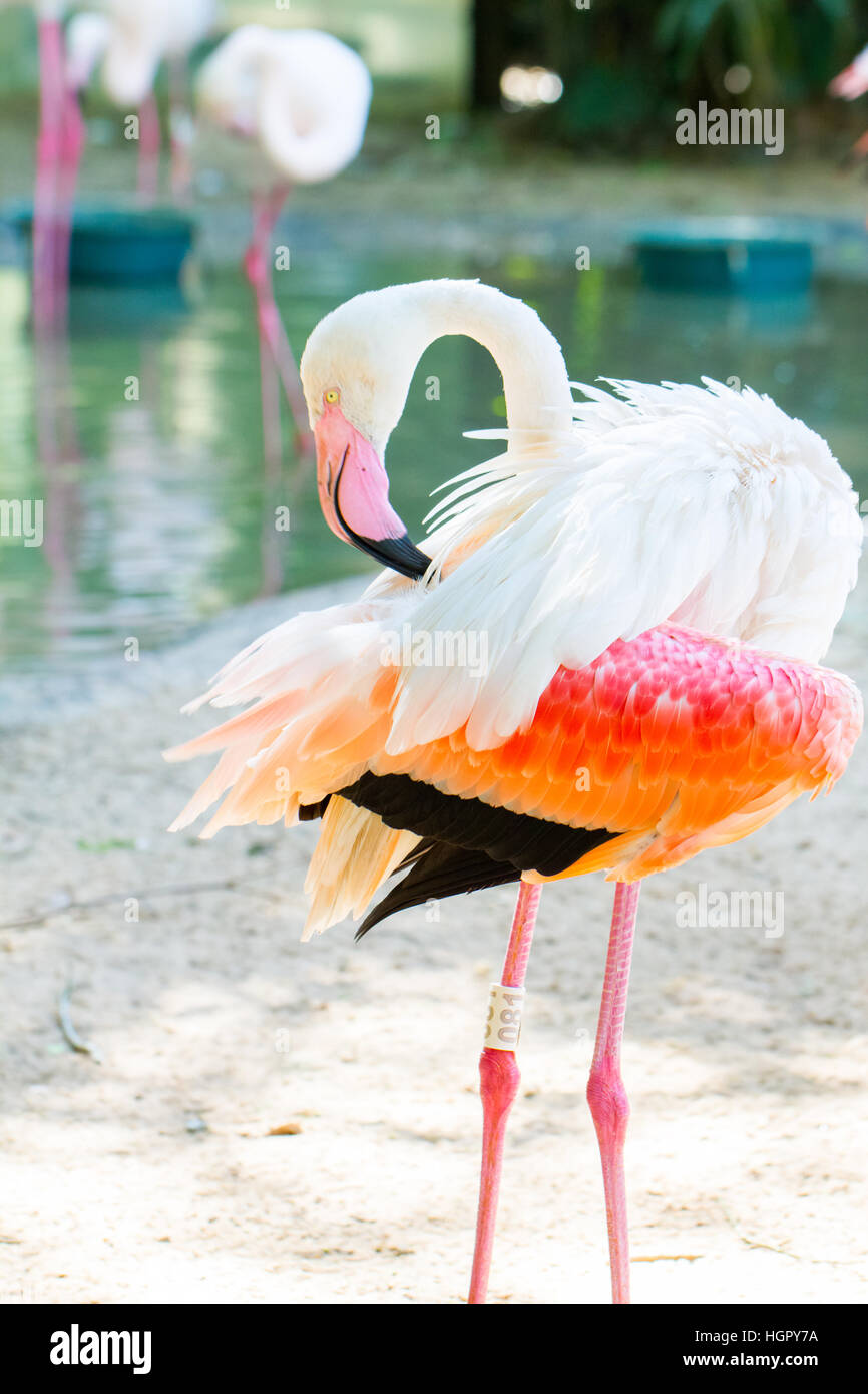 white flamingos at Iguazu Waterfalls Stock Photo - Alamy