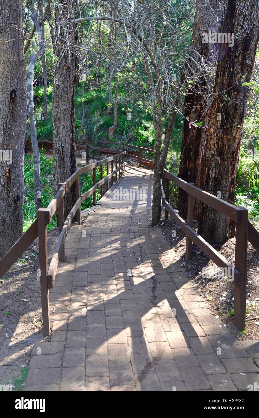 Wooden walkway with railing through a treed forest with shadows in ...