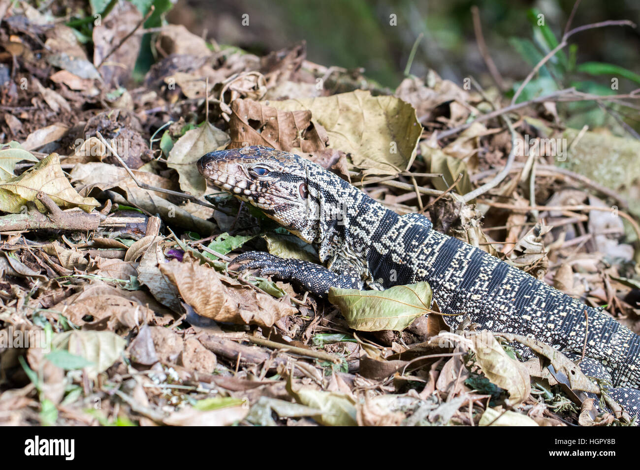Close-up of a grey lizard at the Iguazu Waterfall National Park Stock ...