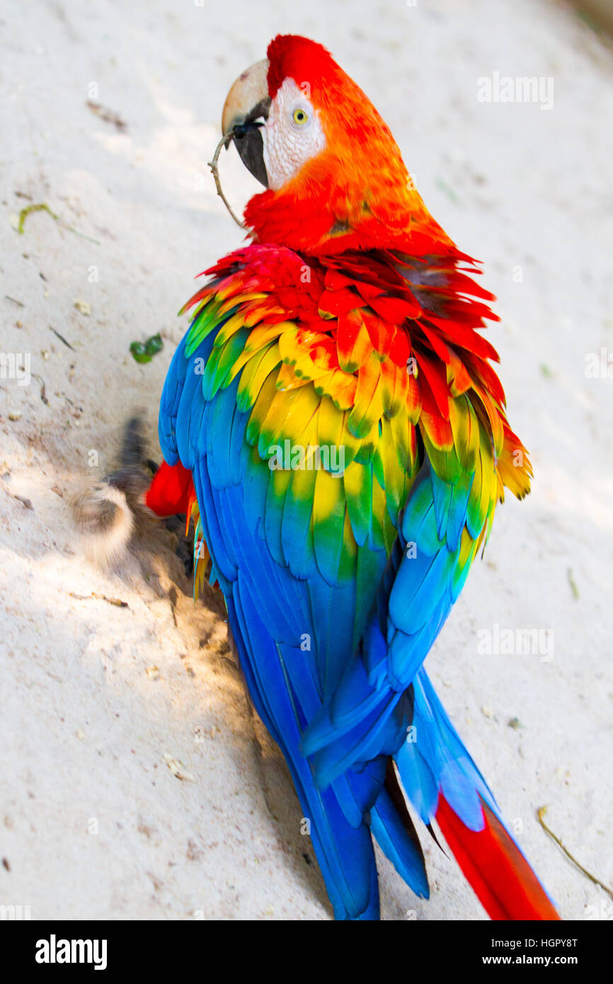 The green-winged macaw at Iguazu falls, Brazil - also known as the red-and-green macaw - large ...