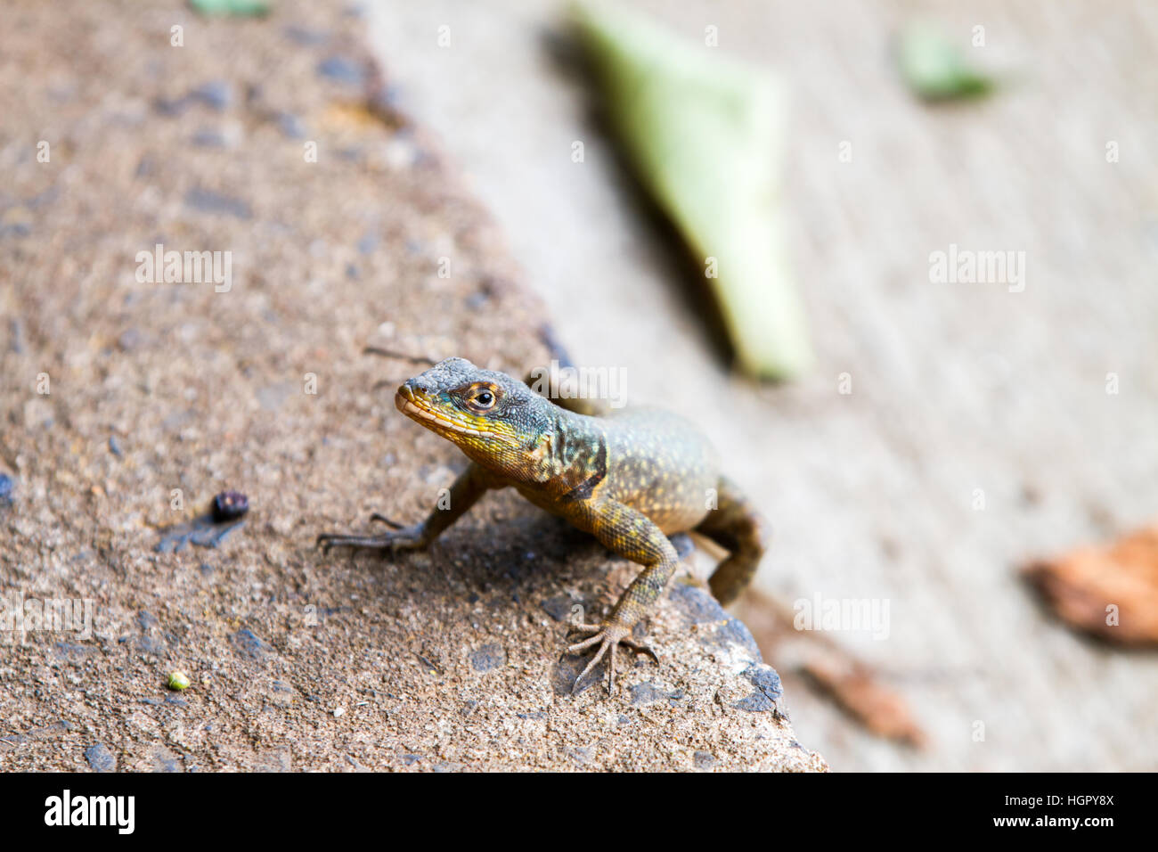 Reptile lizard saurian tongue hi-res stock photography and images - Alamy