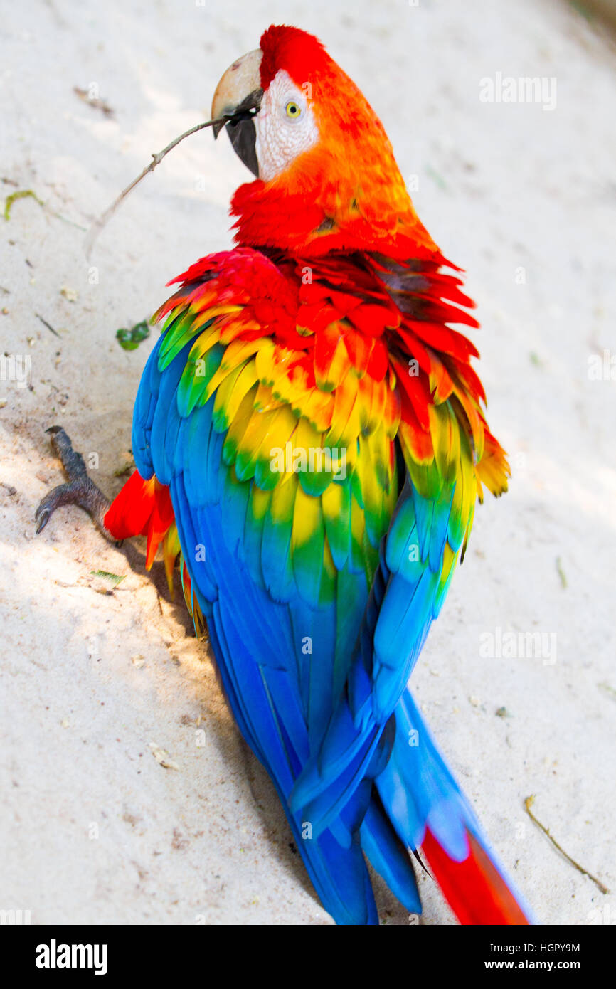 The green-winged macaw at Iguazu falls, Brazil - also known as the red-and-green macaw - large ...
