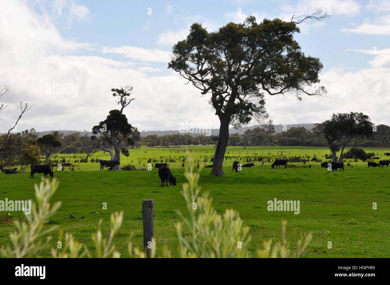 Rural farmland pasture landscape with cattle and native trees under a ...