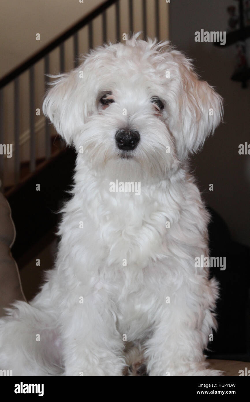 Portrait of a white Maltese dog Stock Photo - Alamy