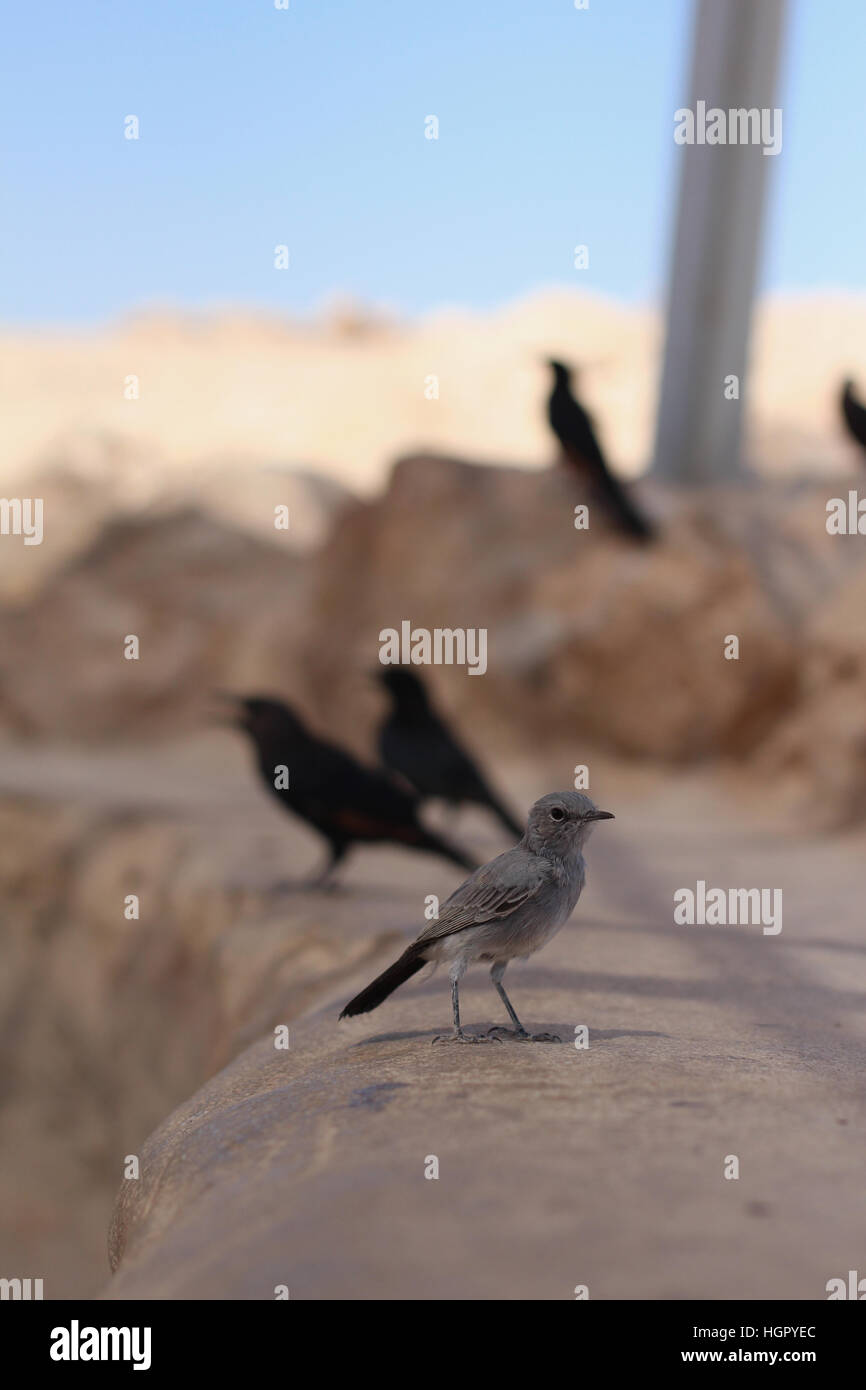 Birds Of Israel High Resolution Stock Photography and Images - Alamy