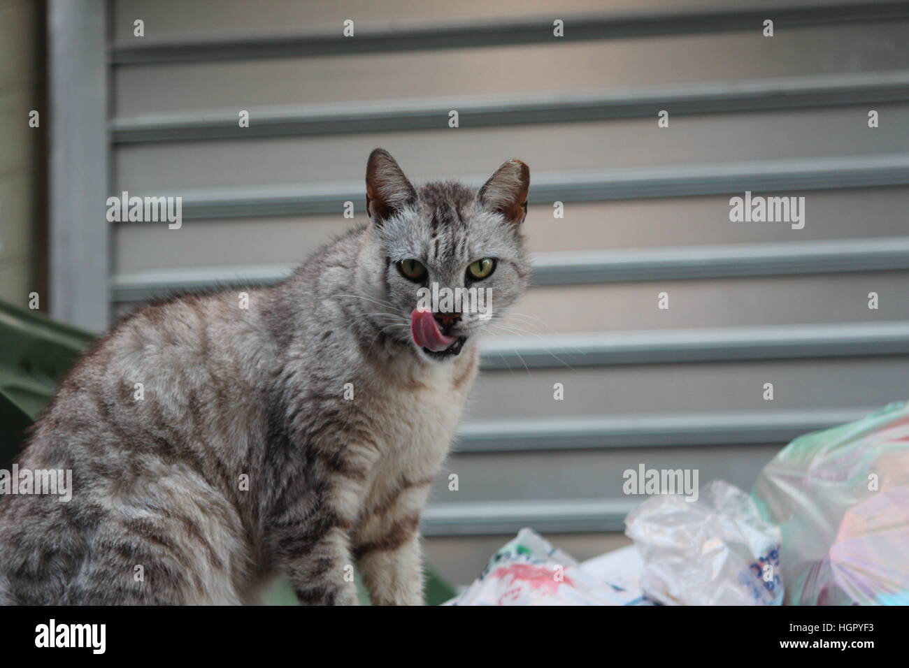 Cat on garbage hi-res stock photography and images - Alamy